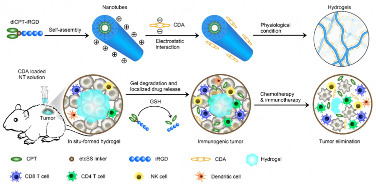 Self-Assembling Hydrogel Awakens Immune System for Better Cancer ...