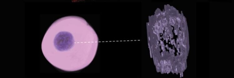 A Tube with a View: Engineers Build a Precision Model of a Human ...